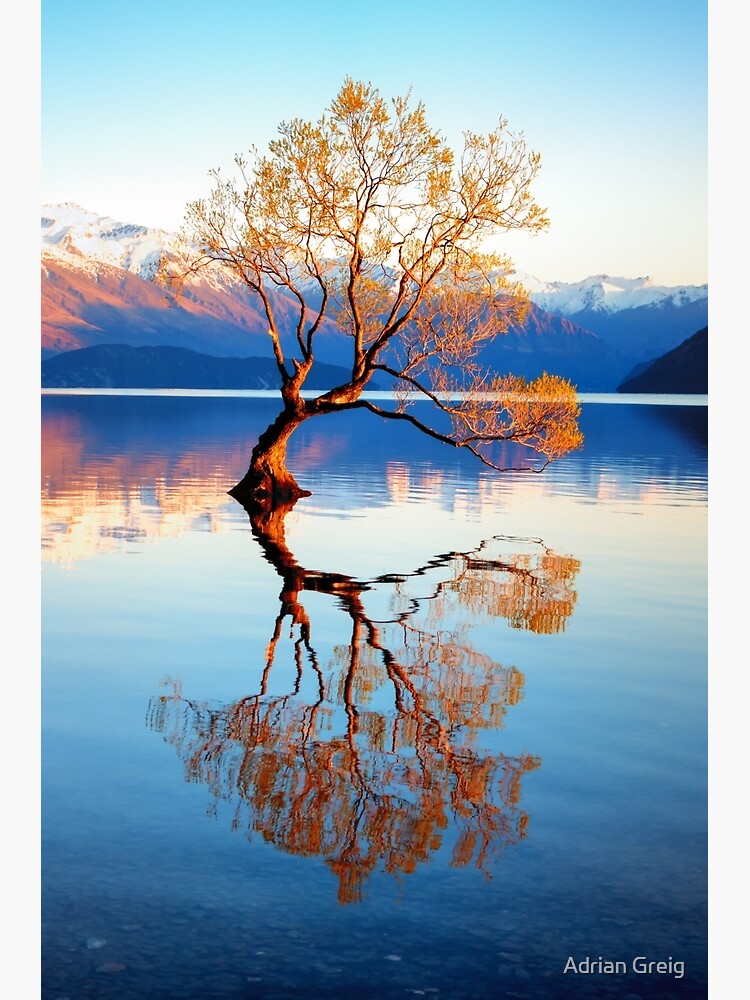 "That Wanaka Tree" Poster for Sale by agrei8 | Redbubble