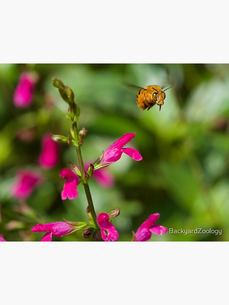 "Save the (native) bees! Teddy Bear Bee" Sticker for Sale by ...