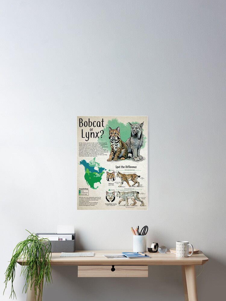 "Bobcat vs Lynx Comparison Identification Infographic" Poster for Sale ...