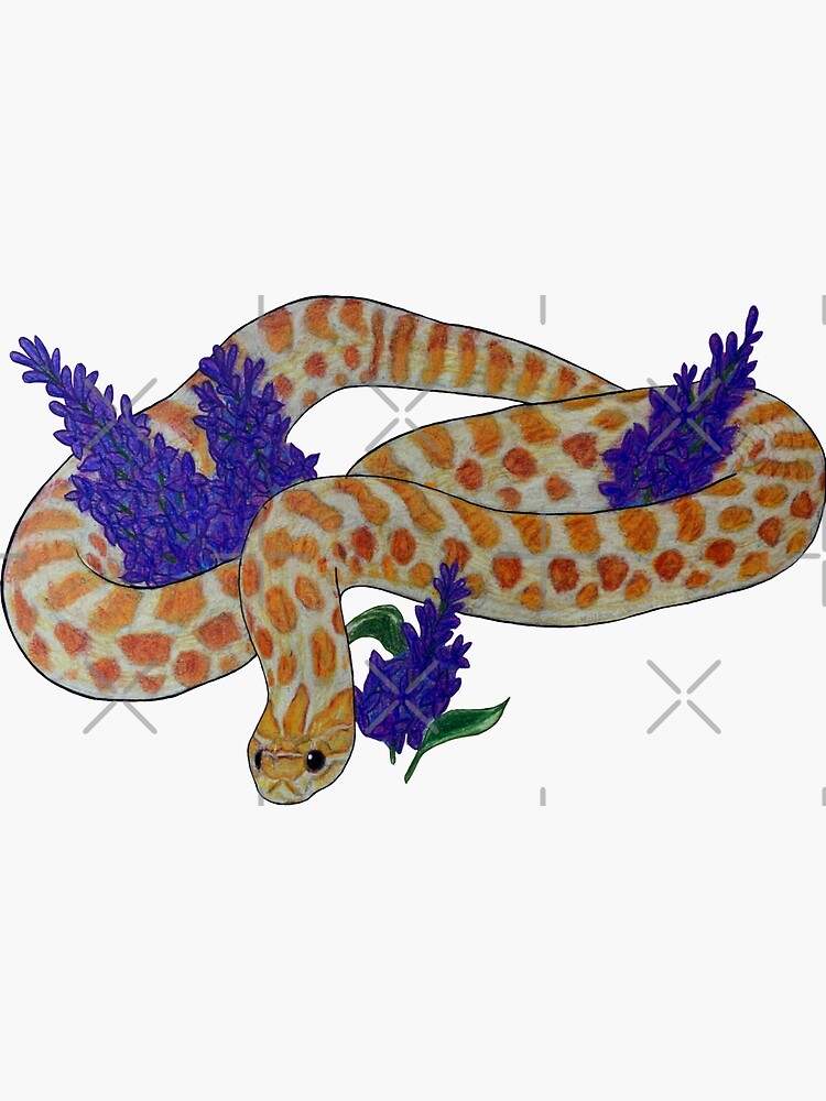 "Albino Western Hognose Snake" Sticker for Sale by Madison Whitaker ...