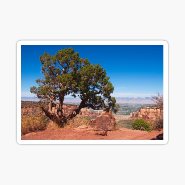 "Beauty of the Pinyon Pine" Sticker for Sale by GVAZDesigns | Redbubble