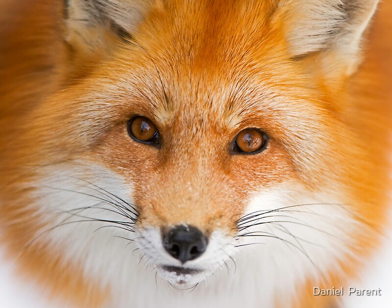 "Fox Stare" by Daniel Parent | Redbubble