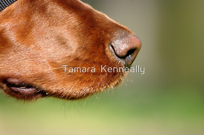 "Irish Setter Nose" by Tamara Kenneally | Redbubble