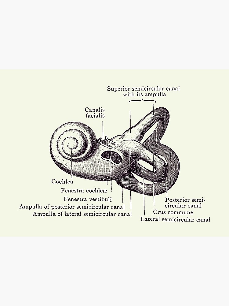 "Inner Ear Anatomy Diagram - Vintage Poster 2" Poster for Sale by ...