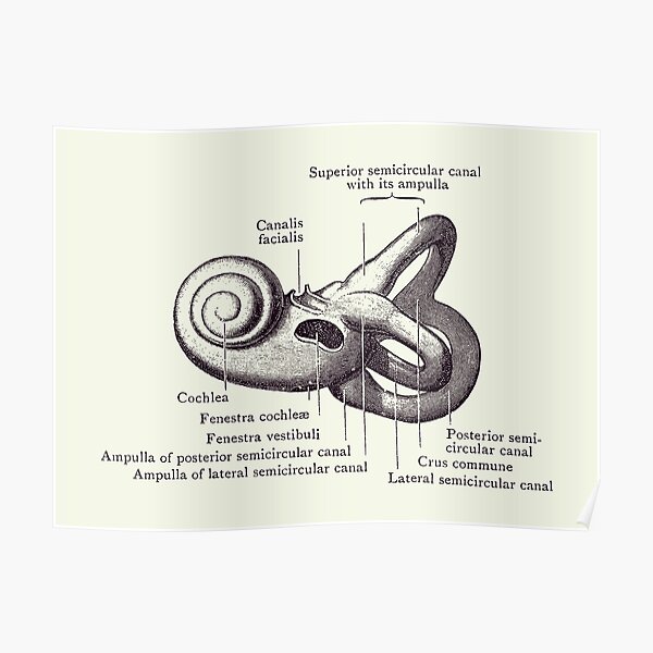 "Inner Ear Anatomy Diagram - Vintage Poster 2" Poster for Sale by ...