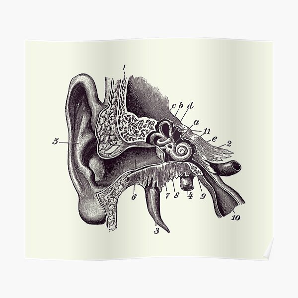 "Human Inner Ear Anatomy Diagram - Vintage Print 2" Poster for Sale by ...