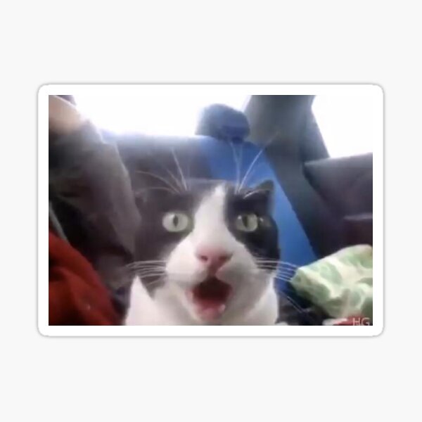 Sticker for Sale mit "Pog Katze" von Kinglegend | Redbubble