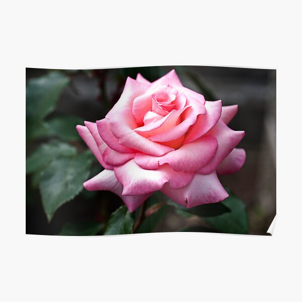 Flower Pink Rose Posters | Redbubble