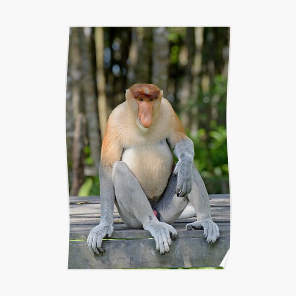 "Male proboscis monkey - Nasalis larvatus" Poster by andrewtj | Redbubble