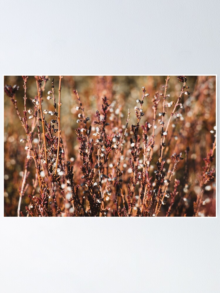 "Kanerva" Poster by PihlaEveliina | Redbubble