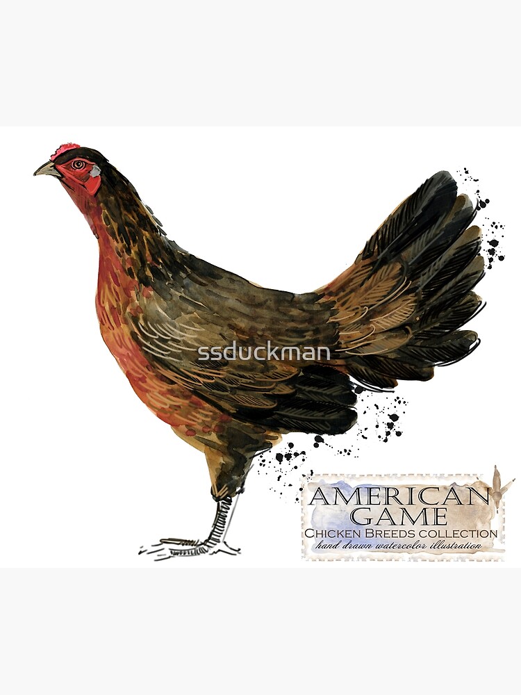 "American Chickens" Poster by ssduckman | Redbubble