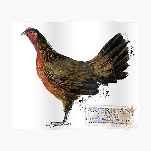"American Chickens" Poster by ssduckman | Redbubble