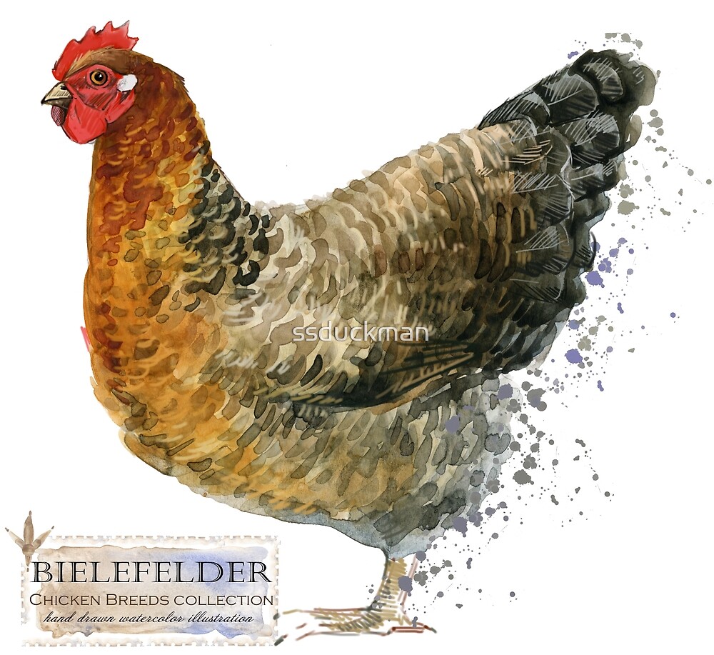 "Bielefelder Chicken" by ssduckman | Redbubble
