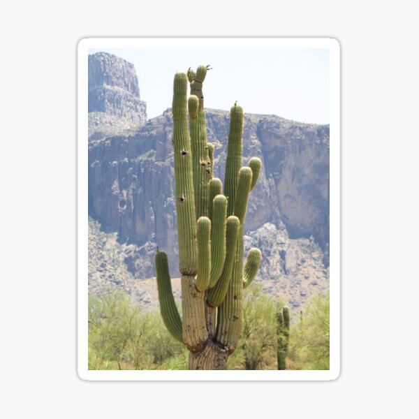 "Giant Saguaro Hotel for Superstitious Cactus Wrens" Sticker for Sale ...