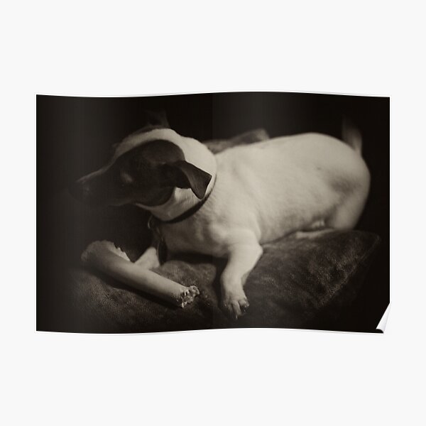 "Macey posing dark with bone on pillow 1" Poster by eyeglass1 | Redbubble