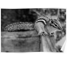 "Chipmunk " by Amber D Hathaway Photography | Redbubble