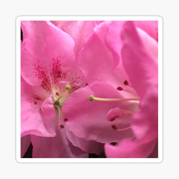 "Up Close Azaleas " Sticker for Sale by Amanda1775 | Redbubble