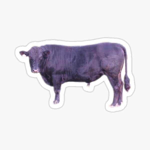 "Black Angus Bull" Sticker by alligood3 | Redbubble