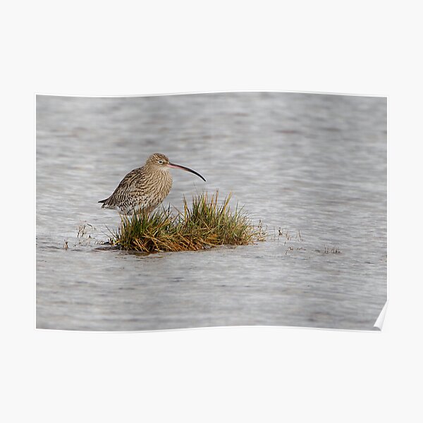 "Curlew" Poster by NATURELENS | Redbubble