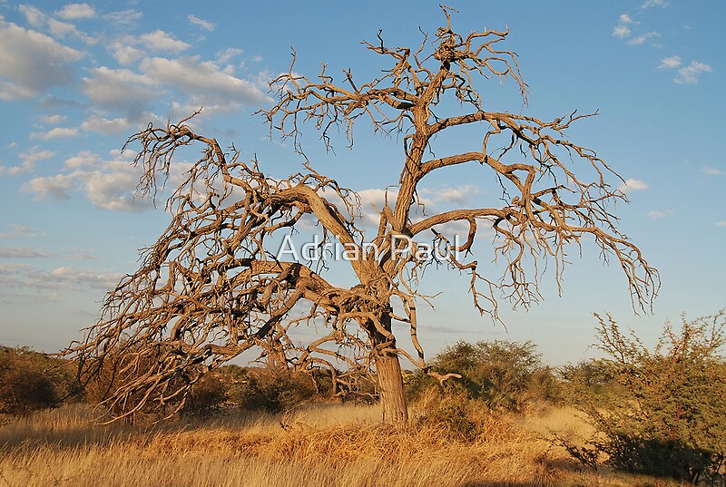 "Mopane Tree, Leroo-La-Tau, Botswana, Africa" by Adrian Paul | Redbubble