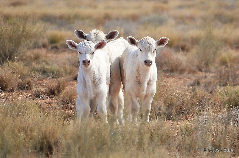 "Murray Grey Calves on the loose" by Mel LEE | Redbubble