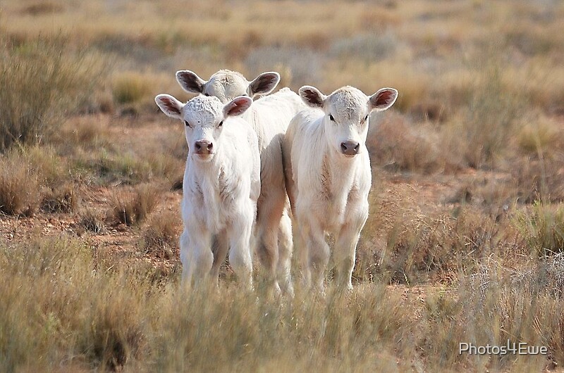 "Murray Grey Calves on the loose" by Photos4Ewe | Redbubble