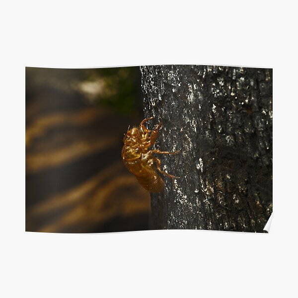 "A Cicada Shedding Stuck On A Burnt Tree" Poster by lucky6photos ...
