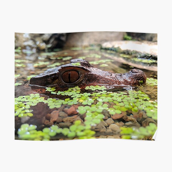 "Cuvier's dwarf caiman" Poster by rootedrender | Redbubble