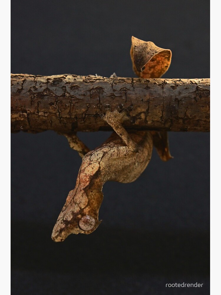 Prints Wood & Linocut Prints Art & Collectibles Leaf-tailed Gecko ...
