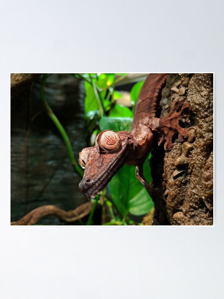 "Giant leaf-tailed gecko" Poster for Sale by rootedrender | Redbubble