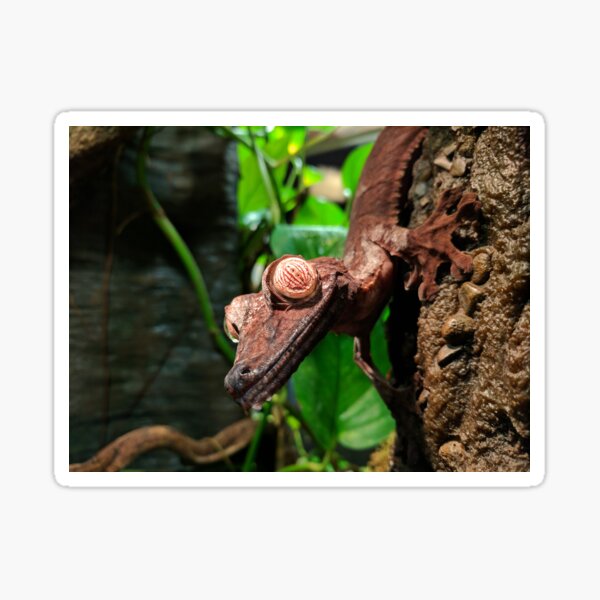 "Giant leaf-tailed gecko" Sticker for Sale by rootedrender | Redbubble