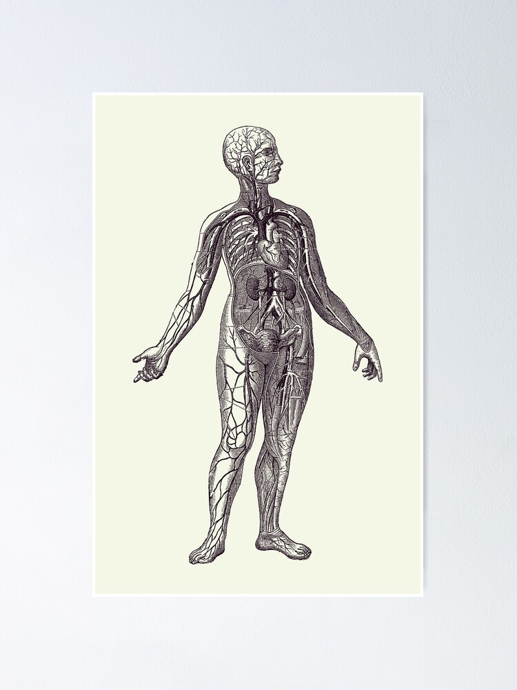 "Venous System Diagram - Vintage Anatomy Poster 2" Poster by VAposters ...