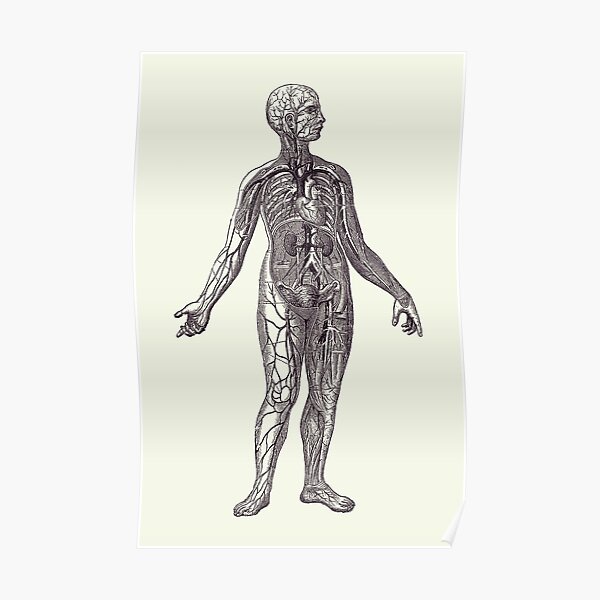 "Venous System Diagram - Vintage Anatomy Poster 2" Poster by VAposters ...
