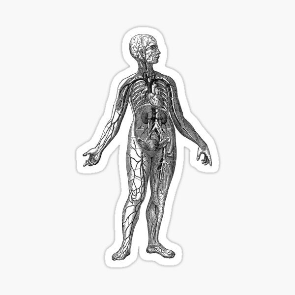 "Venous System Diagram - Vintage Anatomy Poster 2" Sticker for Sale by ...