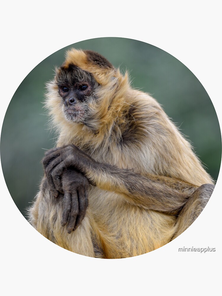 "African Spider Monkey Chillin" Sticker for Sale by minnieapplus ...