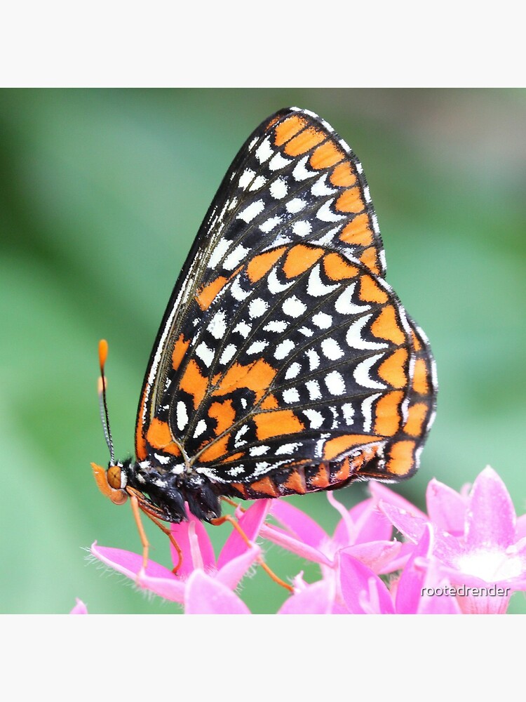 Checkerspot Merch & Gifts for Sale | Redbubble