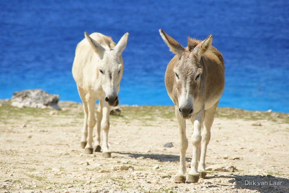 "Bonaire donkeys" by Dirk van Laar | Redbubble