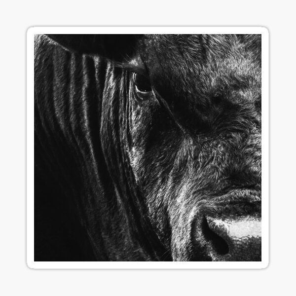 "Black Angus Bull" Sticker for Sale by debishop | Redbubble