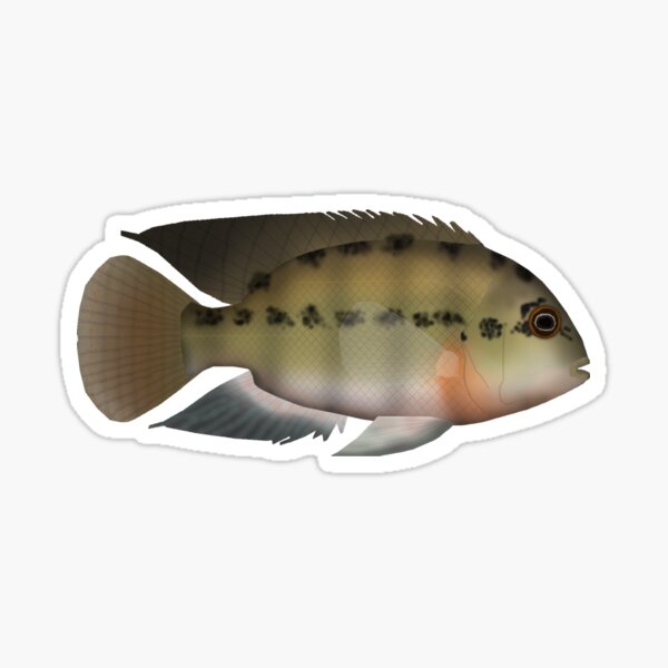 Cichlid Gifts & Merchandise | Redbubble