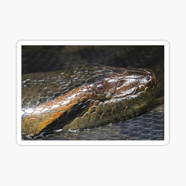 "Anaconda" Sticker for Sale by rootedrender | Redbubble
