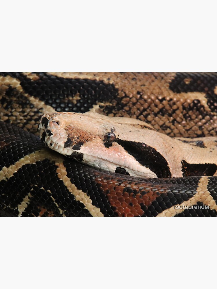 "Boa constrictor" Sticker for Sale by rootedrender | Redbubble