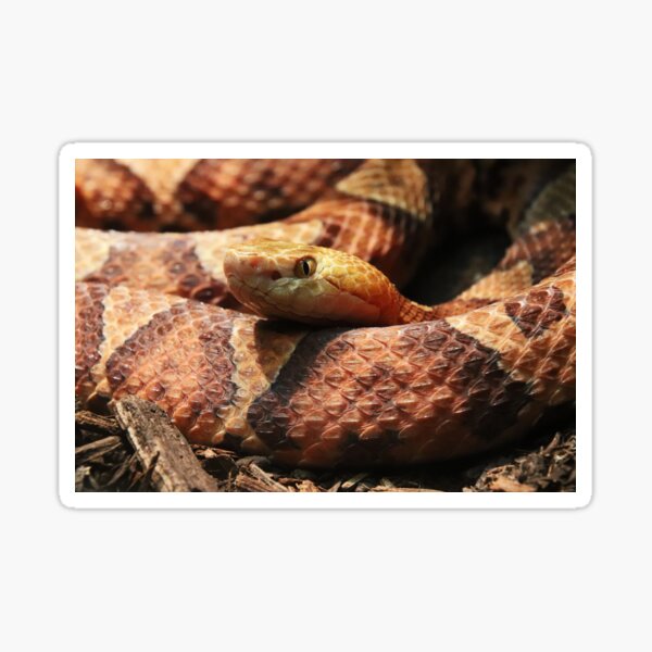 "Copperhead" Sticker for Sale by rootedrender | Redbubble