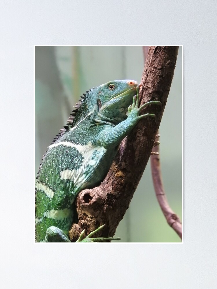 "Fijian Crested Iguana" Poster for Sale by kirstybush | Redbubble