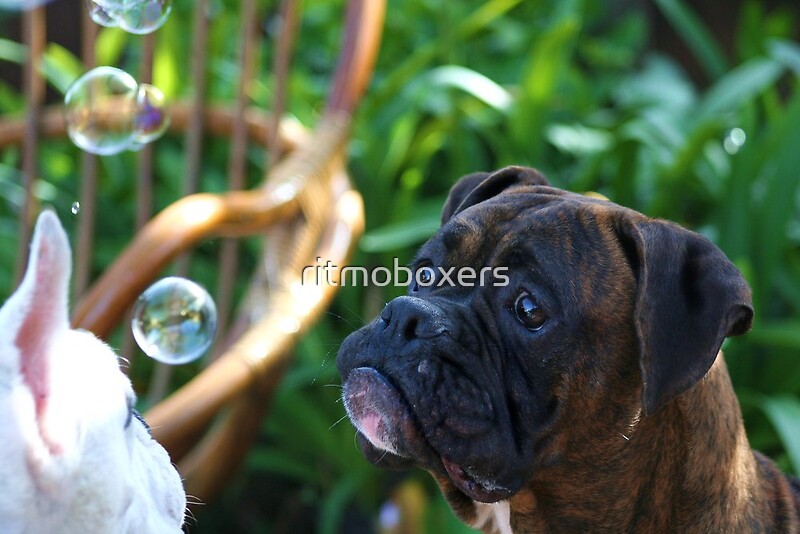 "Boxer Dogs and Bubbles" by ritmoboxers | Redbubble