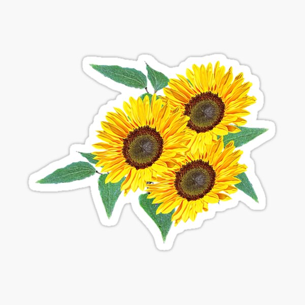 "Bouquet of sunflowers. Three sunflowers" Sticker by Trenddesigns24 ...