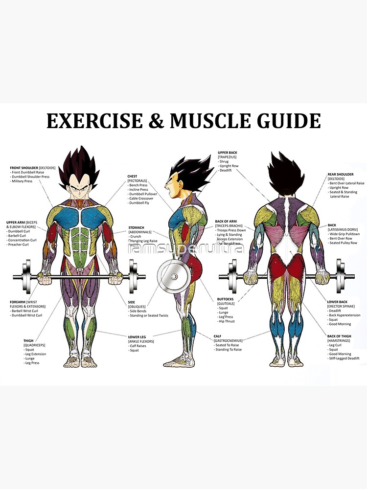 "Bodybuilding, Exercise Anatomy Chart, Muscle Diagram, Anime" Sticker ...
