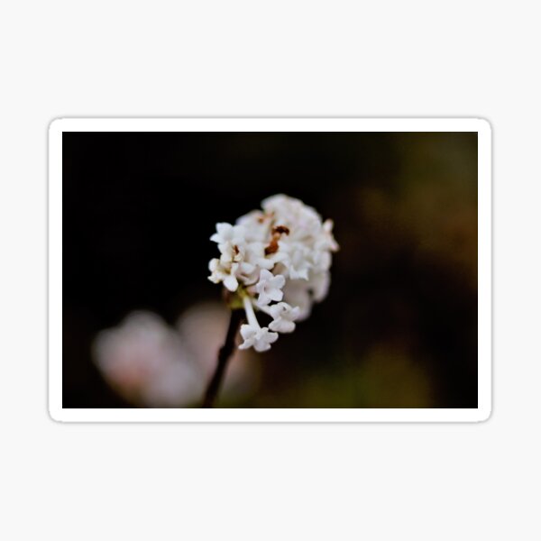 "Little flower " Sticker by Emilytheelf | Redbubble
