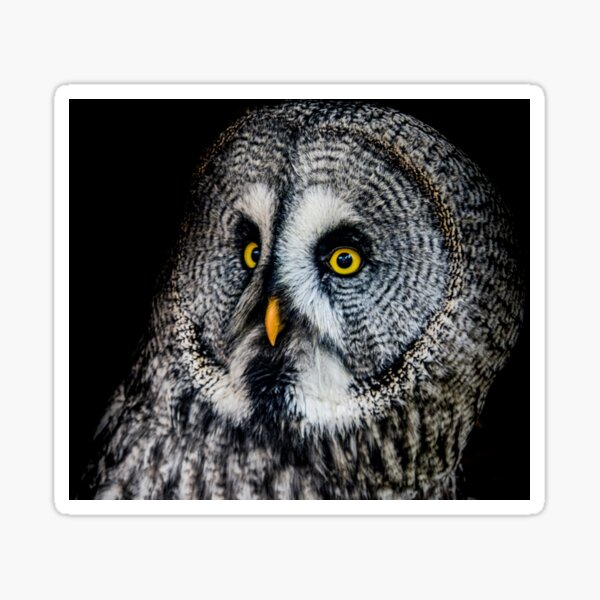 "Great Grey Owl face" Sticker for Sale by ianwatts | Redbubble