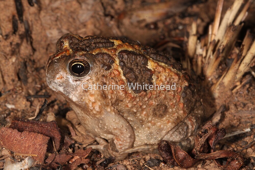 "Northern Spadefoot Toad" by Catherine Whitehead | Redbubble