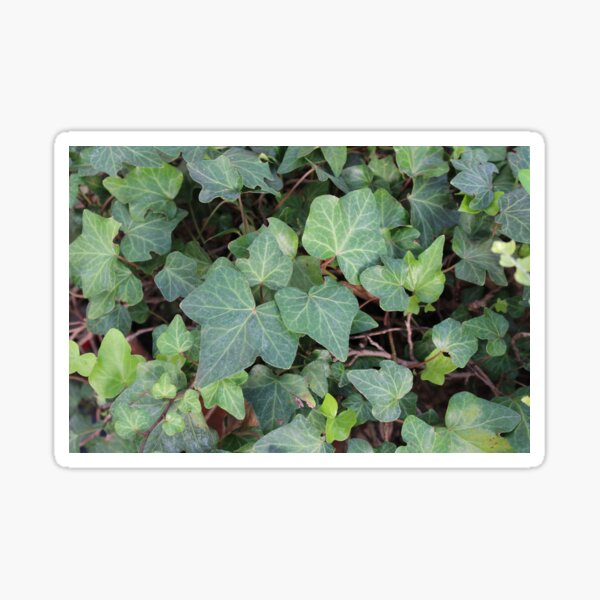 "English Ivy" Sticker for Sale by Wibbels | Redbubble